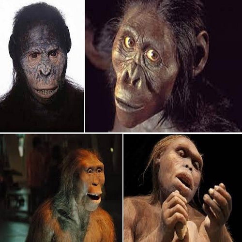 L’AUSTRALOPITECO: UNA SCIMMIA ANTROPOMORFA